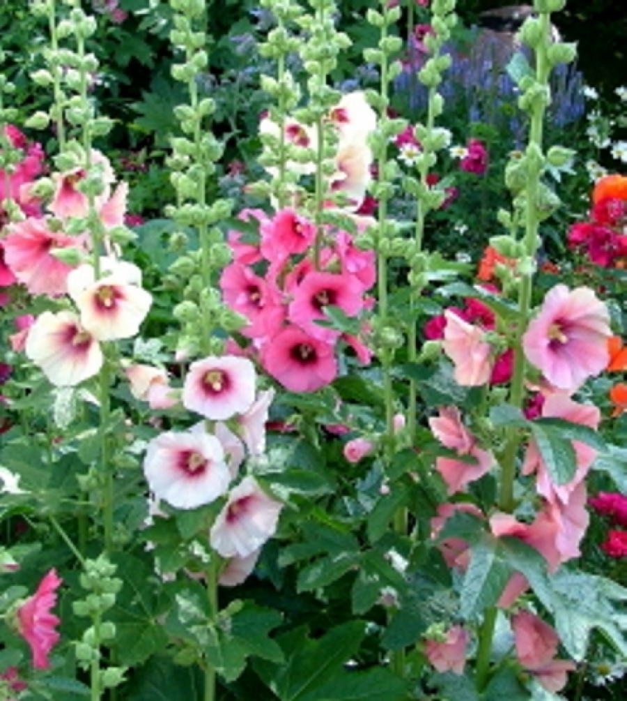 Alcea (Althaea) rosea-hy. 'Simplex' - rožlin trajni enostavni cvet